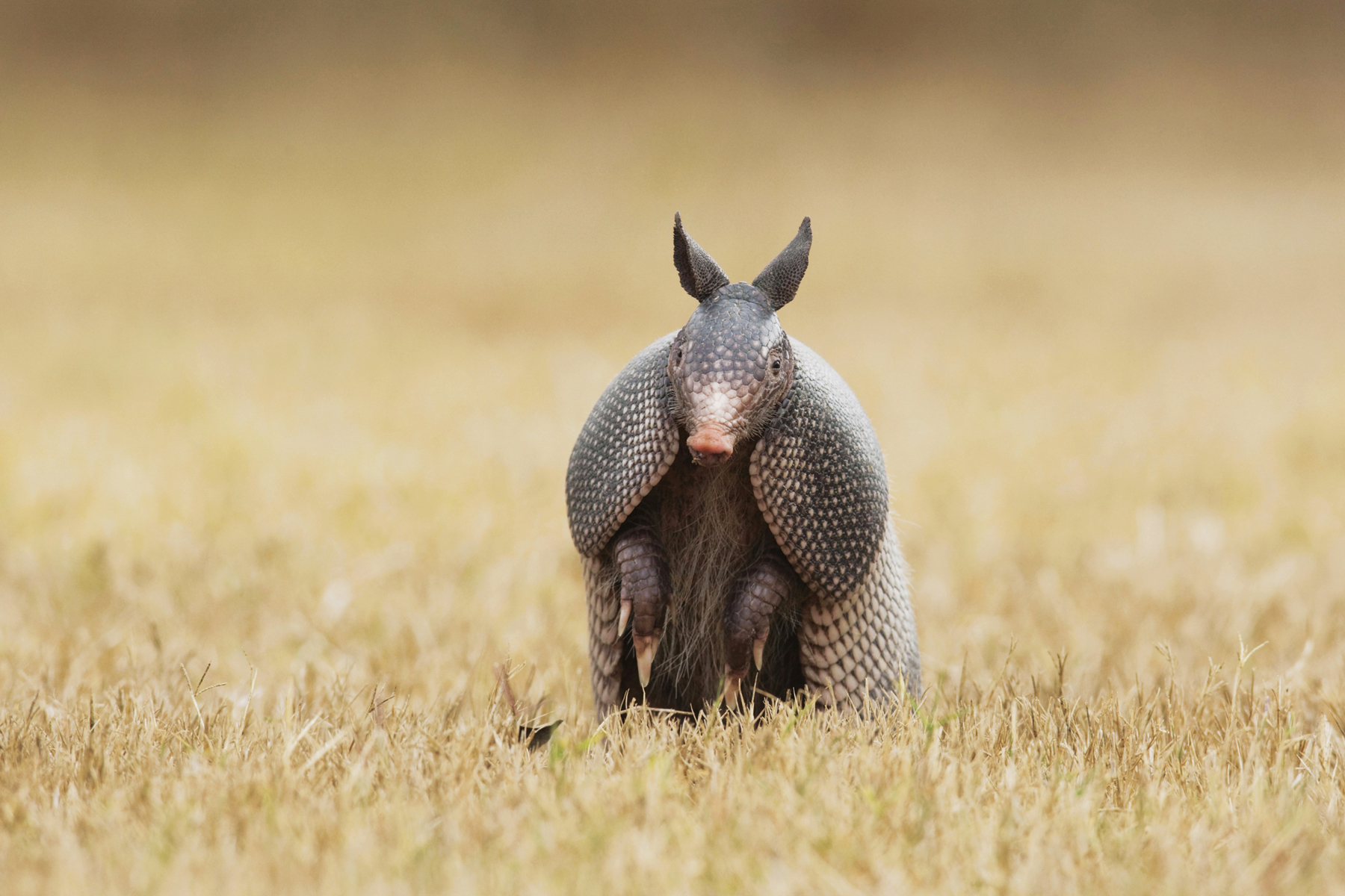 Nine-Banded Armadillo Facts - Grit